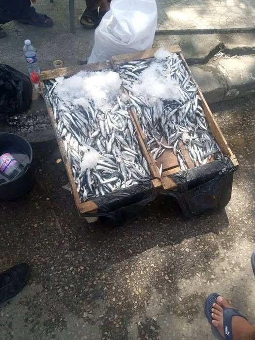 Fluctuant entre 1.200 et 1.500 DA le kilo : la sardine se fait désirer ...